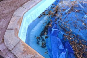 What Causes Dirt to Accumulate In a Swimming Pool? - Pool Cleaning SG