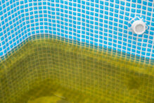 How to Identify Different Types of Algae in Your Pool? - Pool Cleaning SG